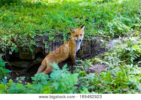 Little Fluffy Red Fox Image & Photo (Free Trial) | Bigstock