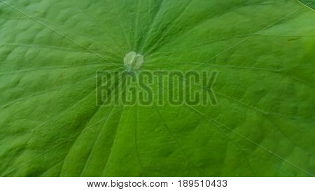 Texture Lotus Leaf Image & Photo (Free Trial) | Bigstock
