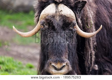 Close Portrait Musk Ox Image & Photo (Free Trial) | Bigstock