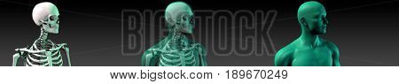 Human Bone Structure Image & Photo (Free Trial) | Bigstock