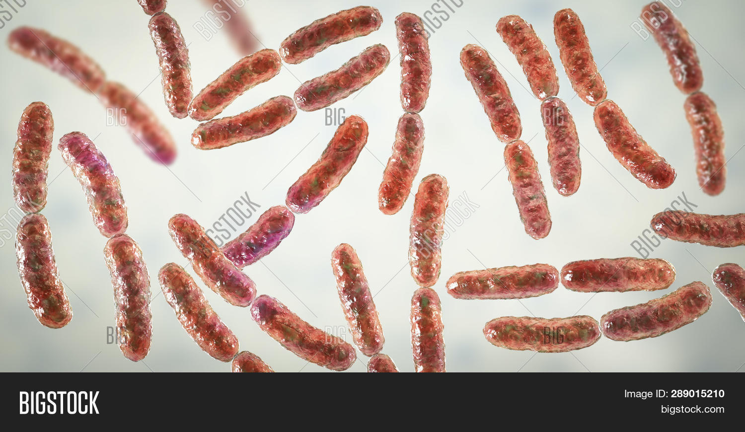 Bacteria Lactobacillus Image & Photo (Free Trial) | Bigstock