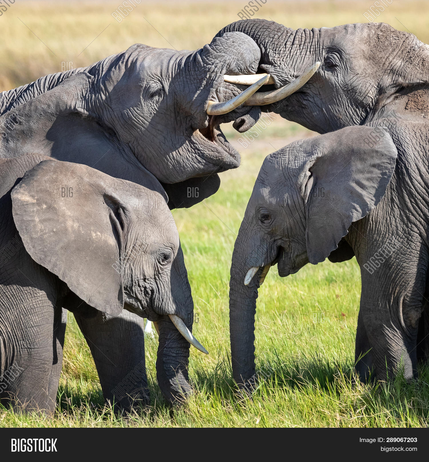 Adolescent Elephants Image & Photo (Free Trial) | Bigstock
