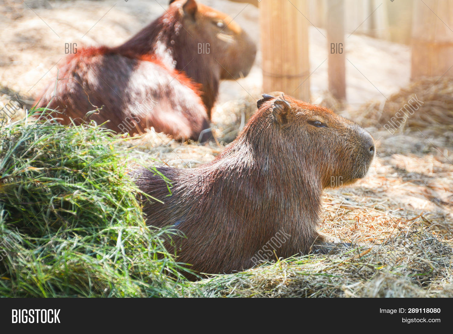 Capybara Lying On Image & Photo (Free Trial) | Bigstock