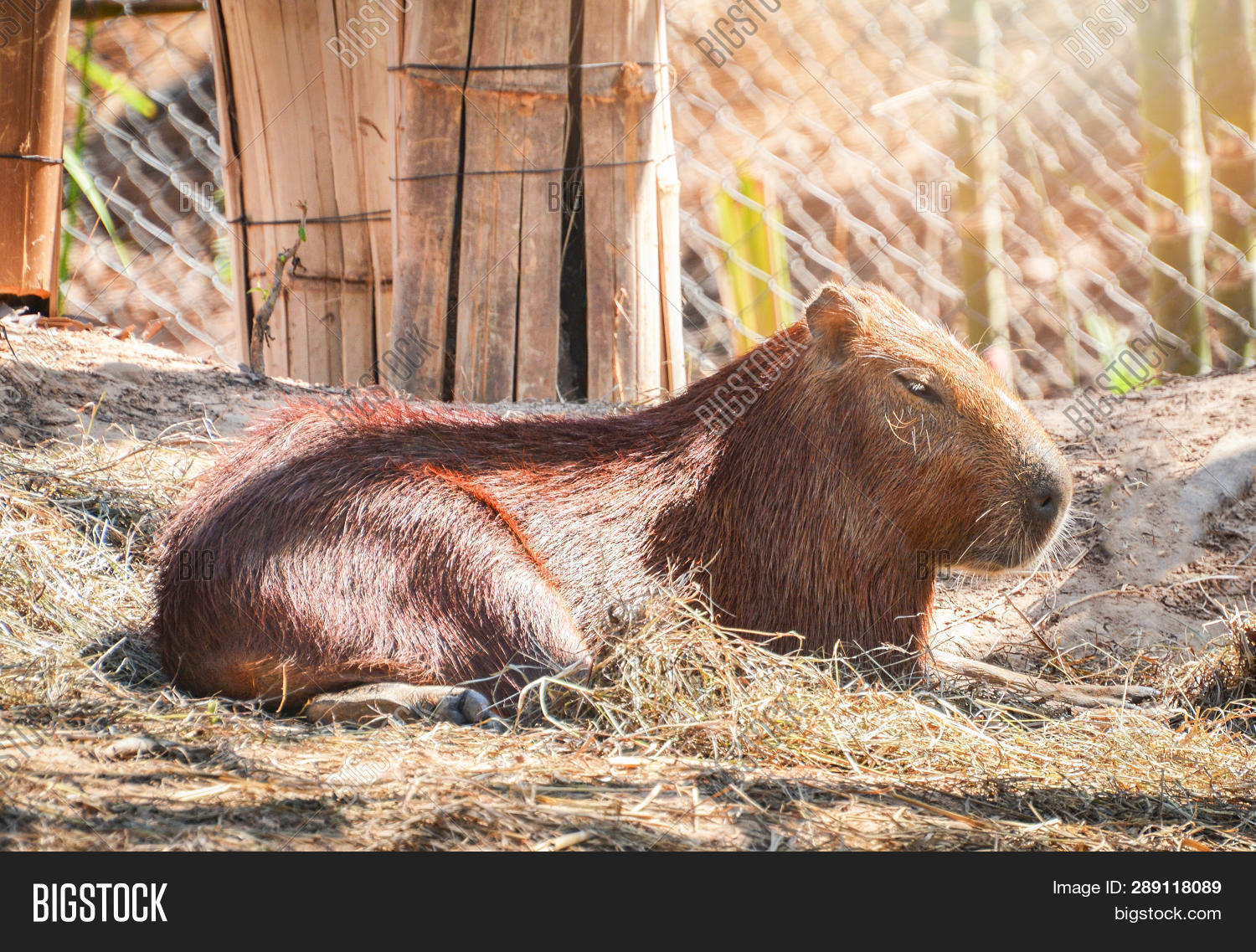 Capybara Lying On Image & Photo (Free Trial) | Bigstock