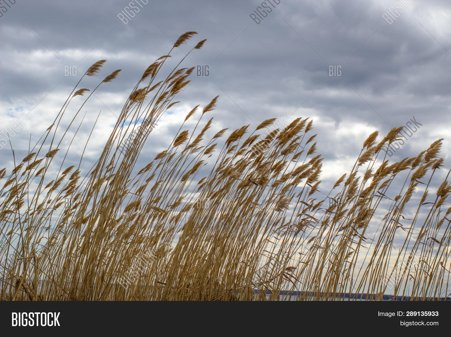 Invasive Phragmites On Image & Photo (Free Trial) | Bigstock