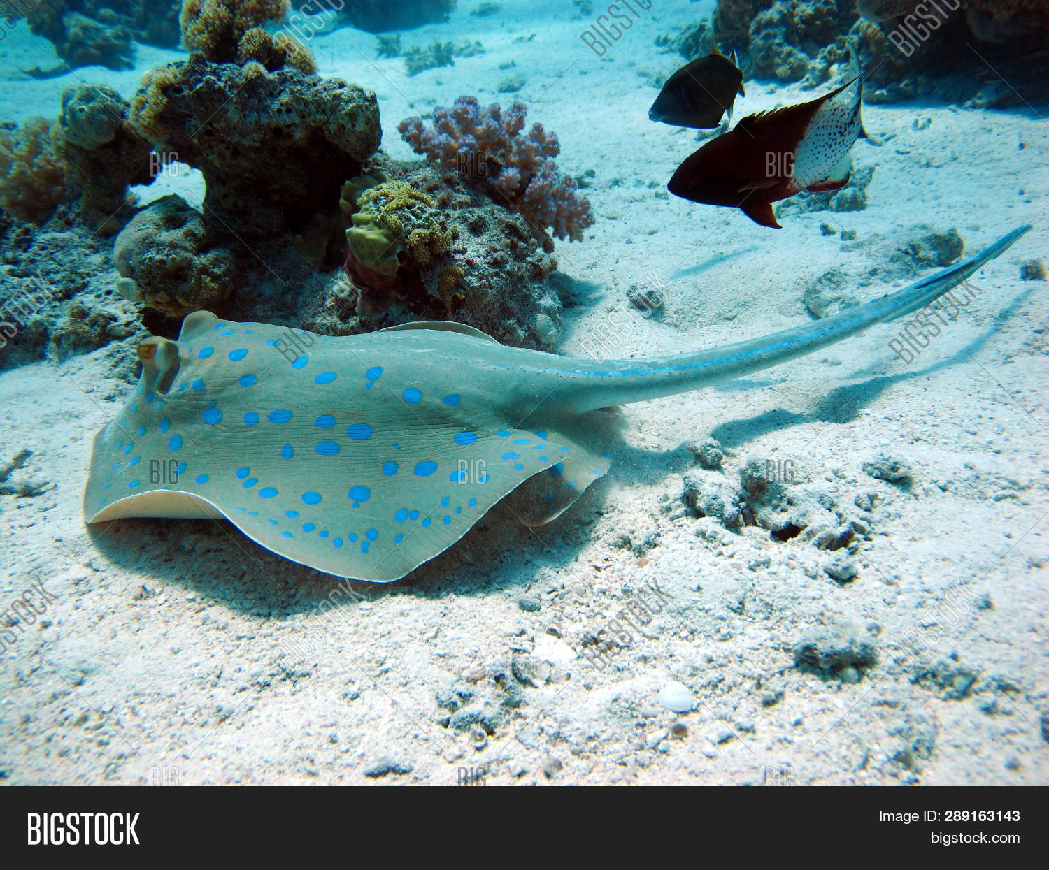 Blue Spotted Stingray Image & Photo (Free Trial) | Bigstock