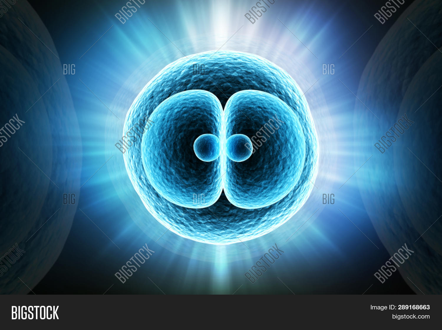 3d Rendered Zygote Image & Photo (Free Trial) | Bigstock