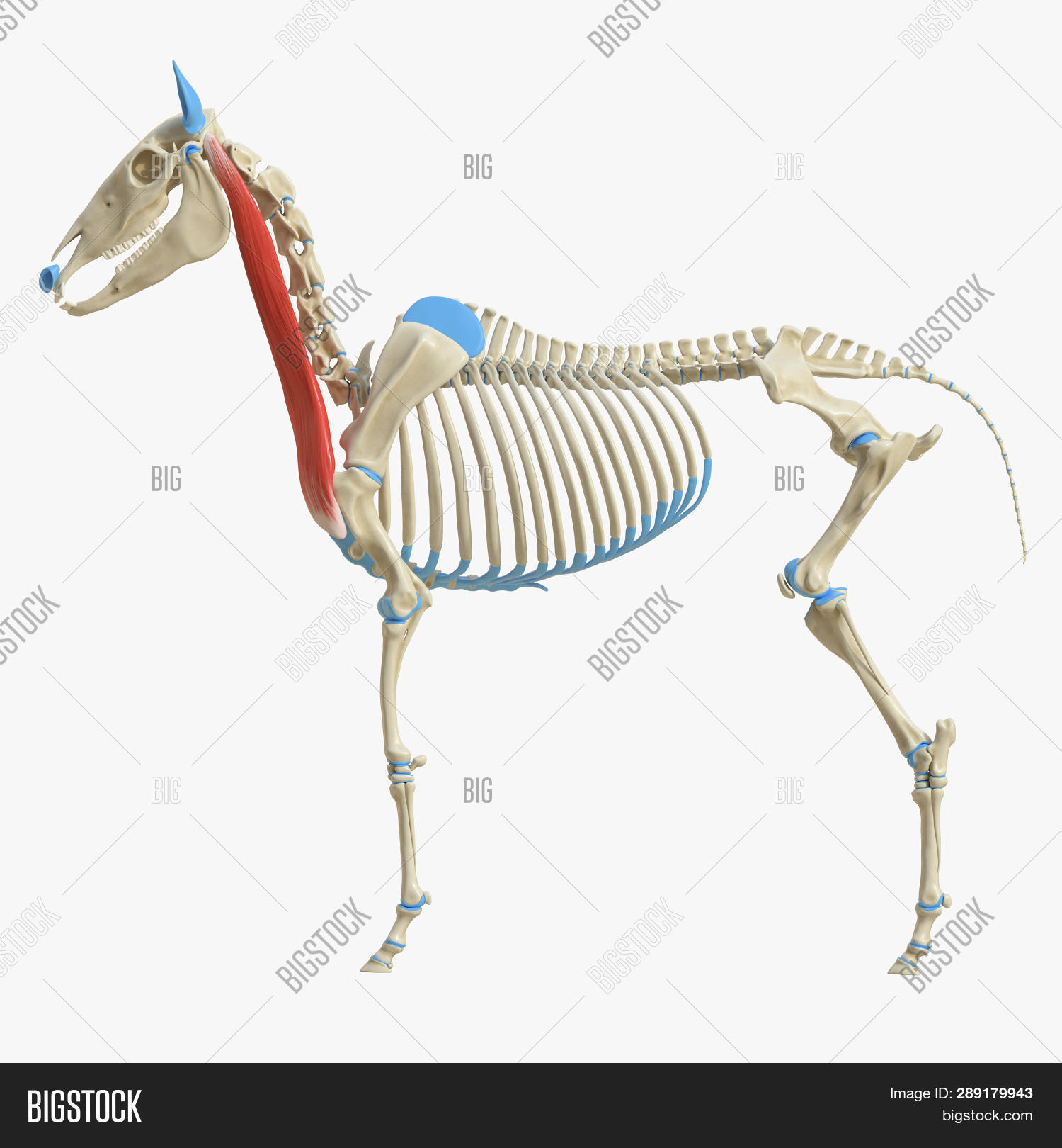 3d Rendered Medically Image & Photo (Free Trial) | Bigstock