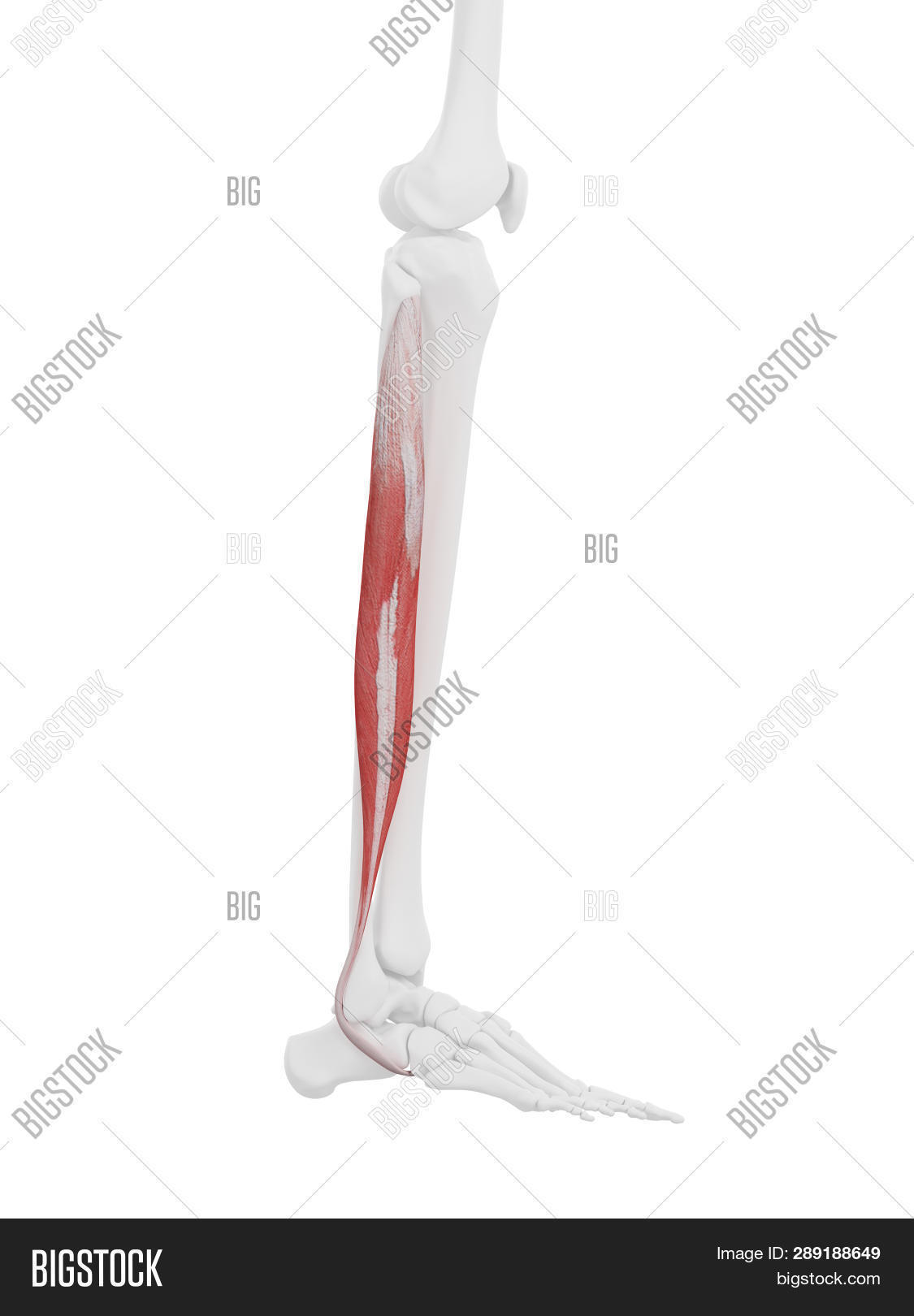 3d Rendered Medically Image & Photo (Free Trial) | Bigstock