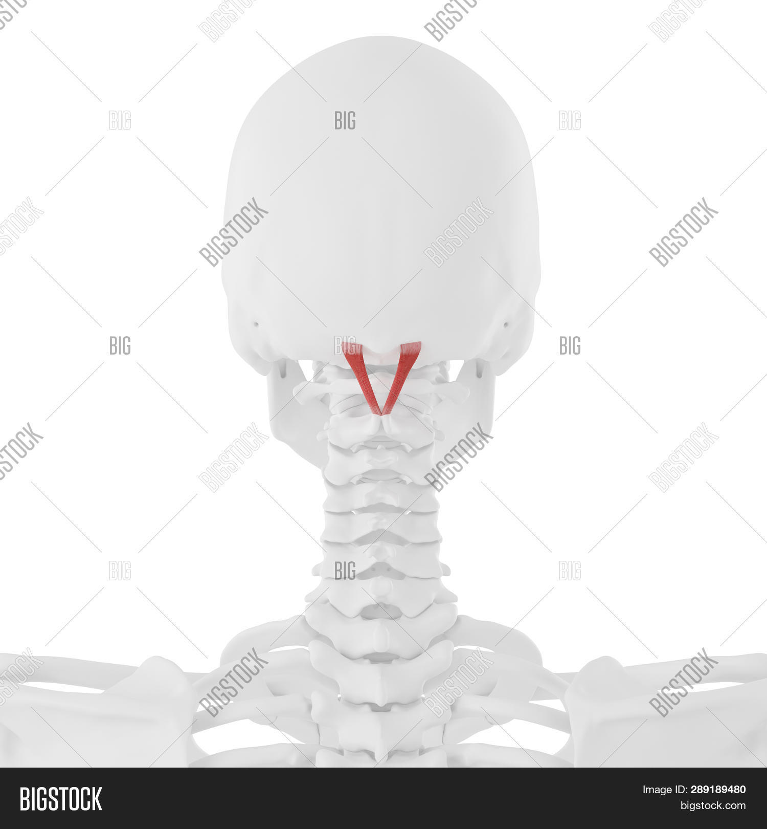 3d Rendered Medically Image & Photo (Free Trial) | Bigstock
