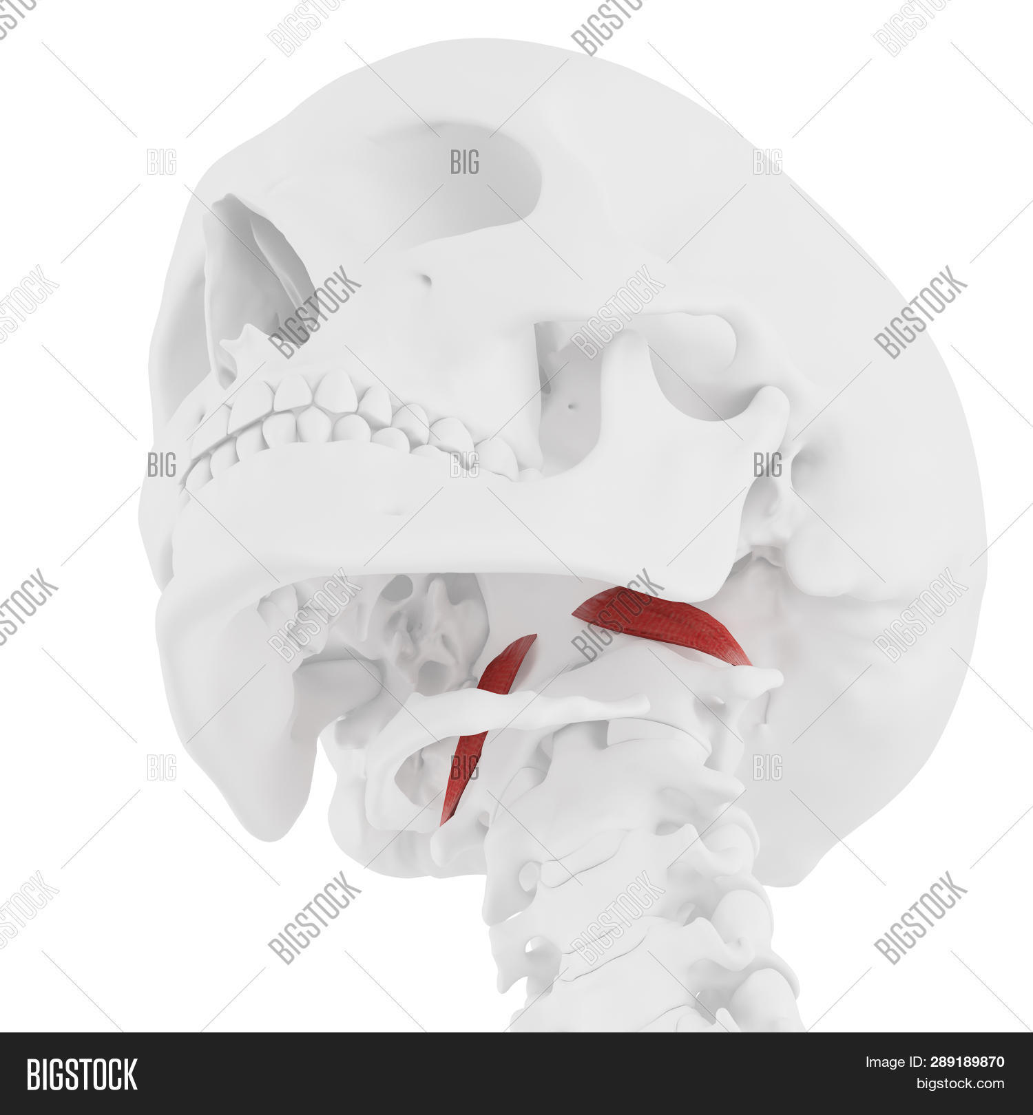 3d Rendered Medically Image & Photo (Free Trial) | Bigstock