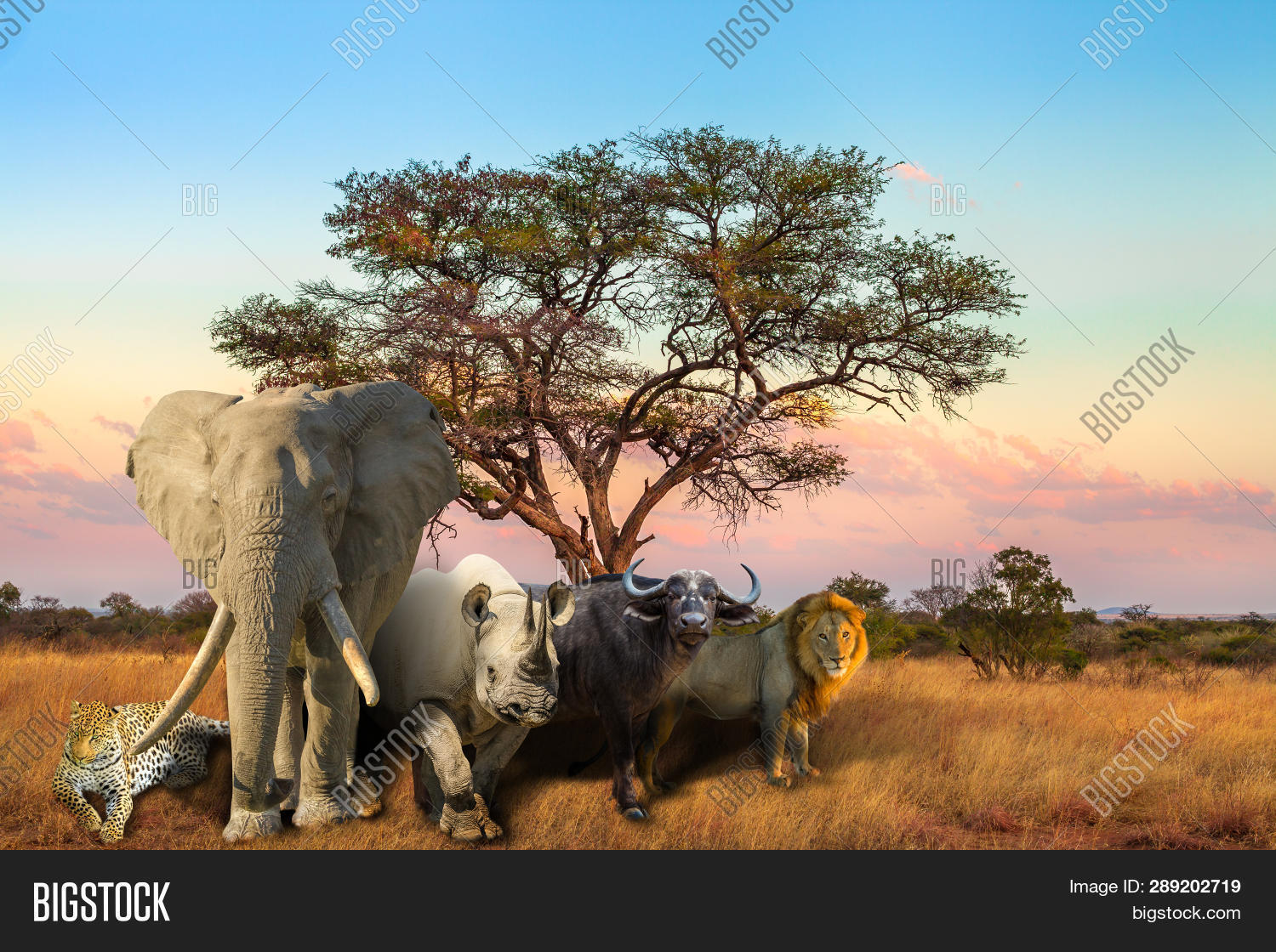 African Big Five: Image & Photo (Free Trial) | Bigstock