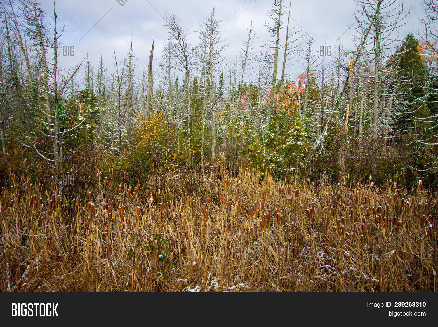 Wetland Conservation. Image & Photo (Free Trial) | Bigstock