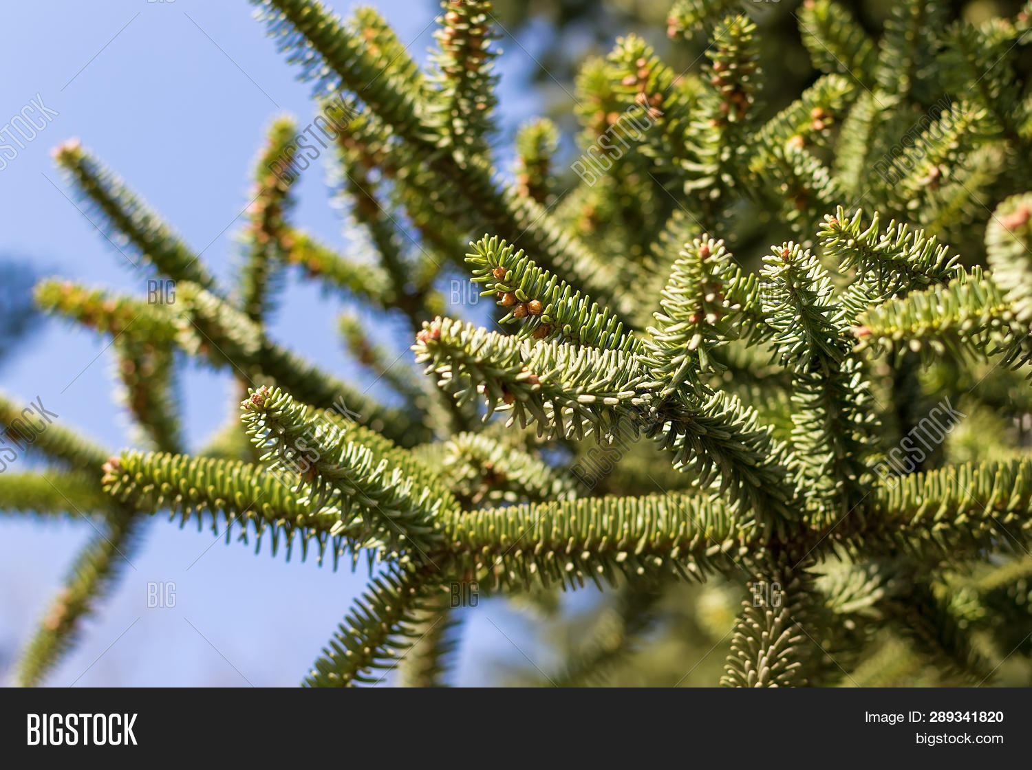 Evergreen Yew Tree Image & Photo (Free Trial) | Bigstock