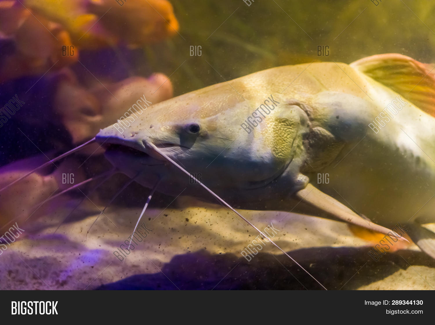 Face Red Tail Catfish Image & Photo (Free Trial) | Bigstock