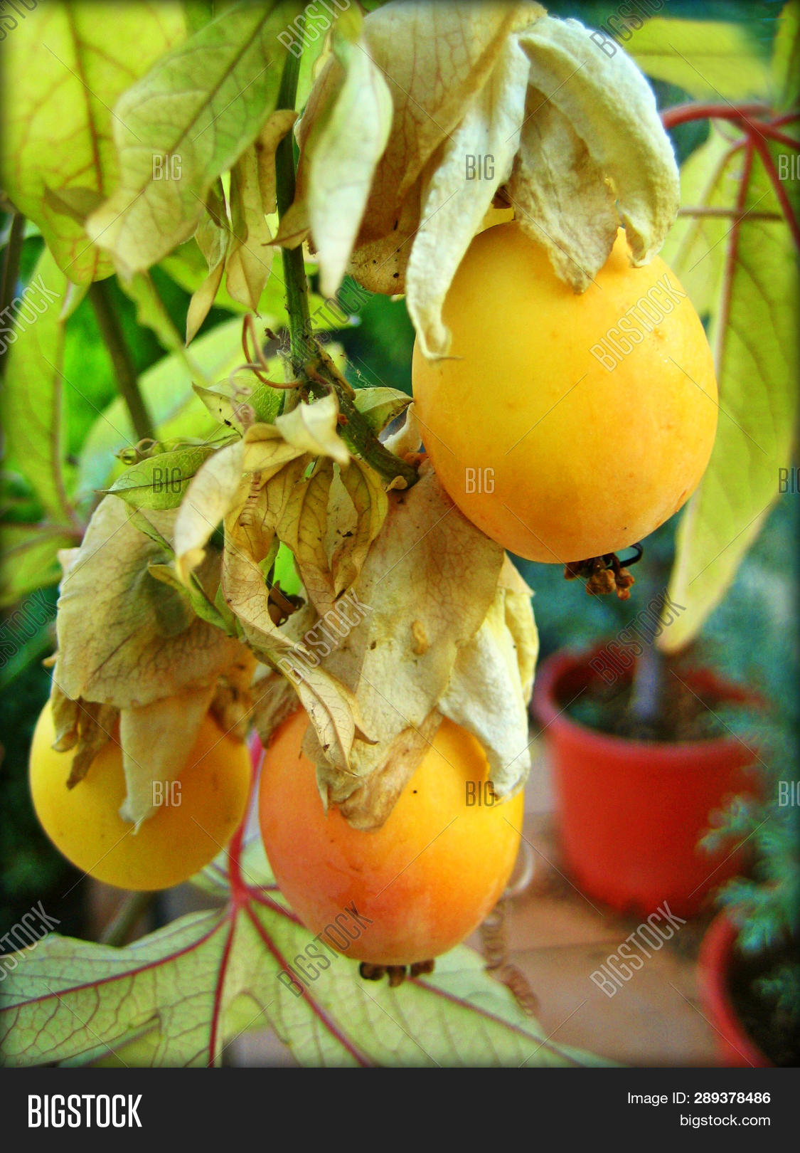 Passiflora Macro Fruit Image & Photo (Free Trial) | Bigstock