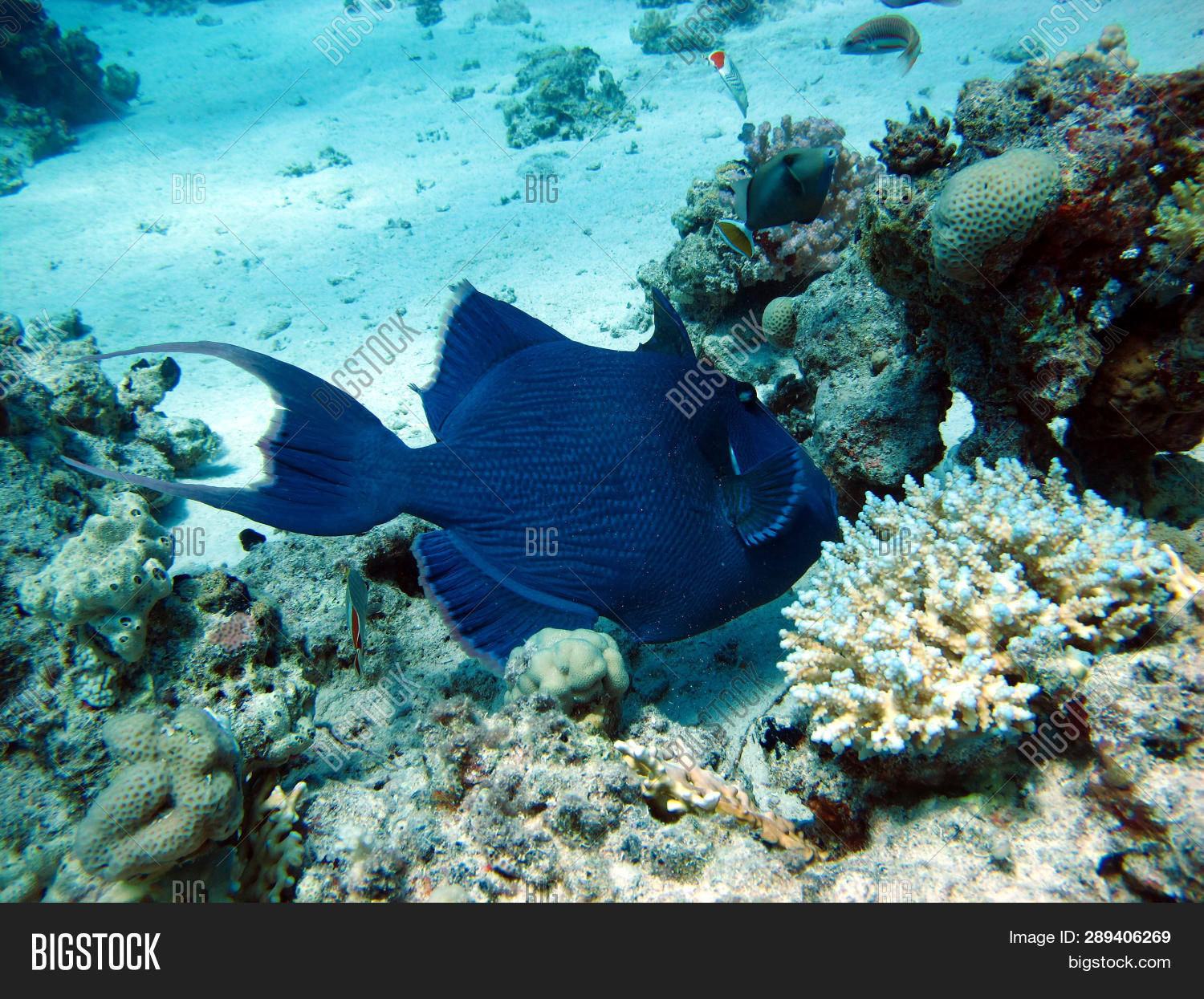 Triggerfish Beautiful Image & Photo (Free Trial) | Bigstock