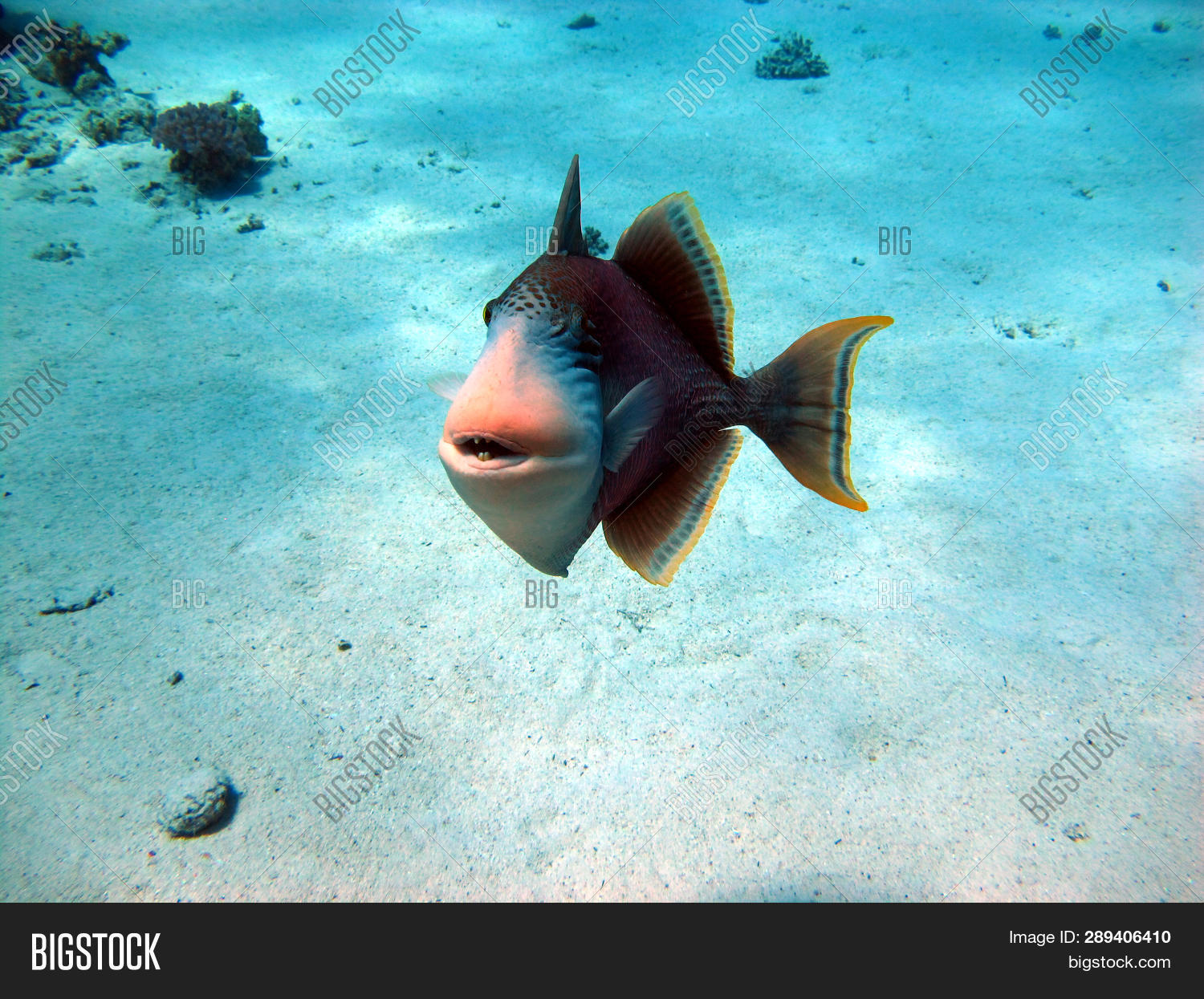 Triggerfish Beautiful Image & Photo (Free Trial) | Bigstock
