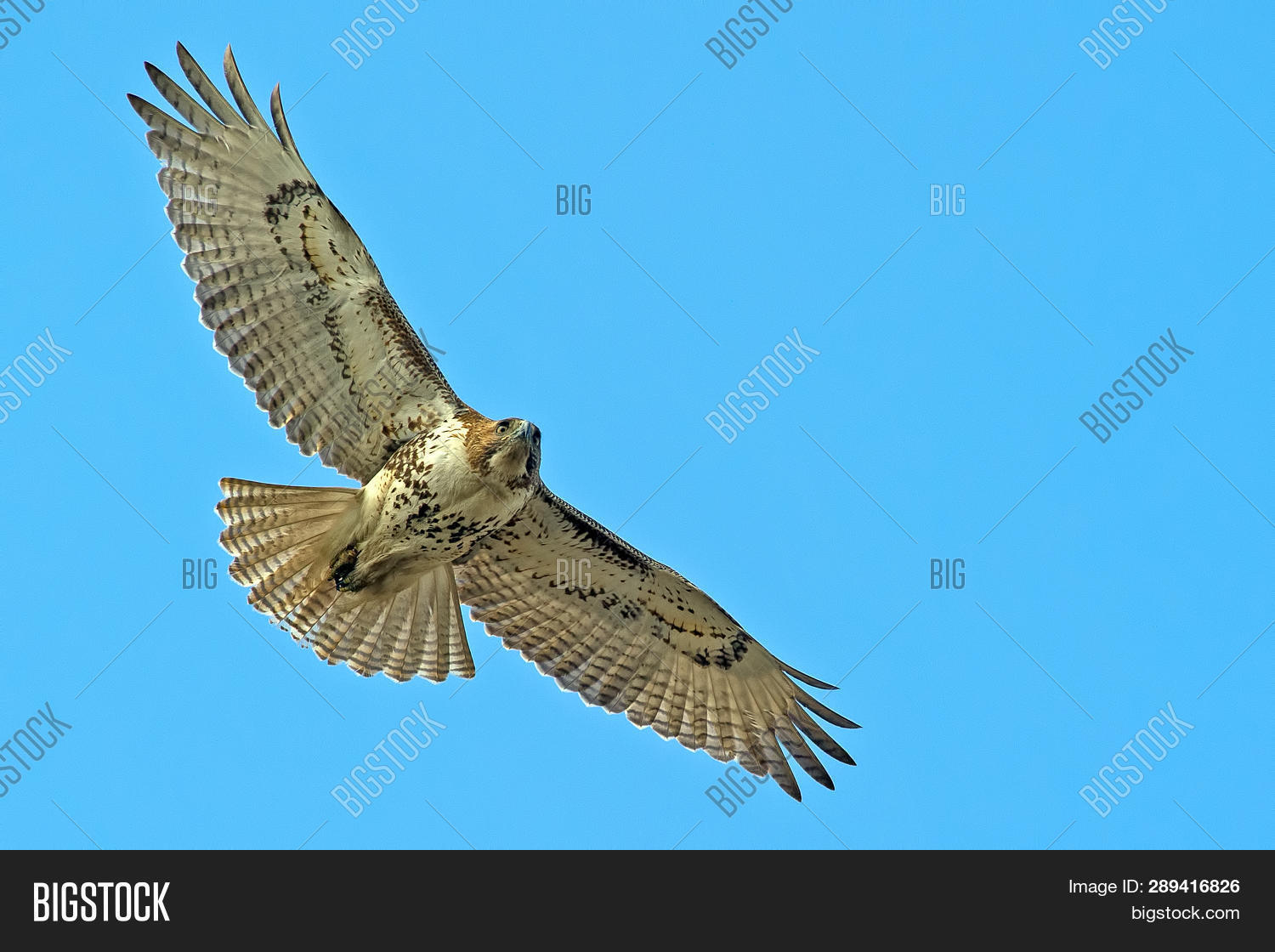 Red-tailed Hawk Flight Image & Photo (Free Trial) | Bigstock