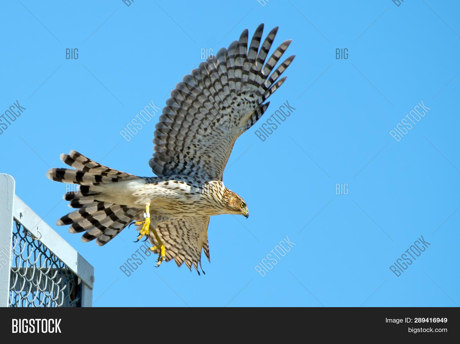 Coopers Hawk Flight Image & Photo (Free Trial) | Bigstock
