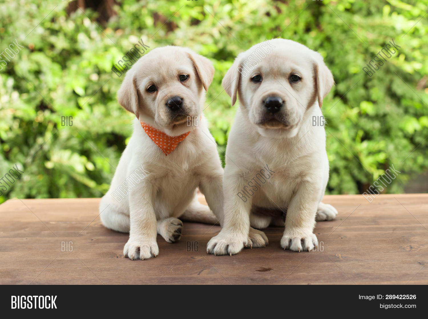 Cute Labrador Puppy Image & Photo (Free Trial) | Bigstock