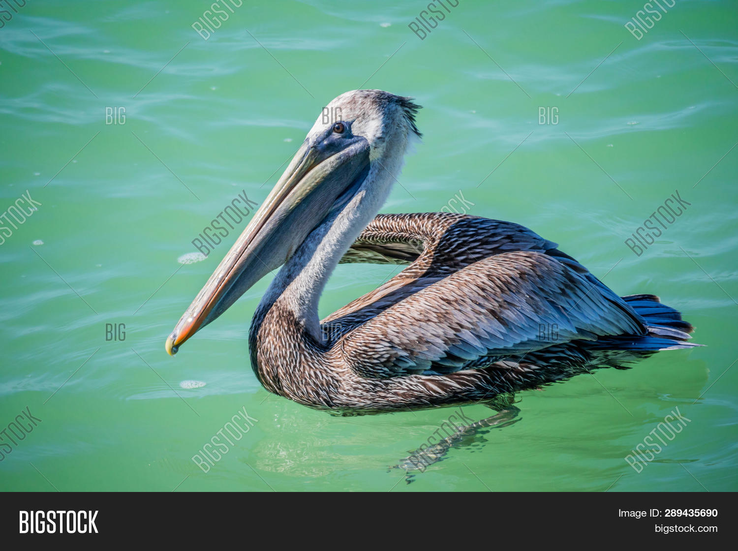 Brown Pelican Swimming Image & Photo (Free Trial) | Bigstock