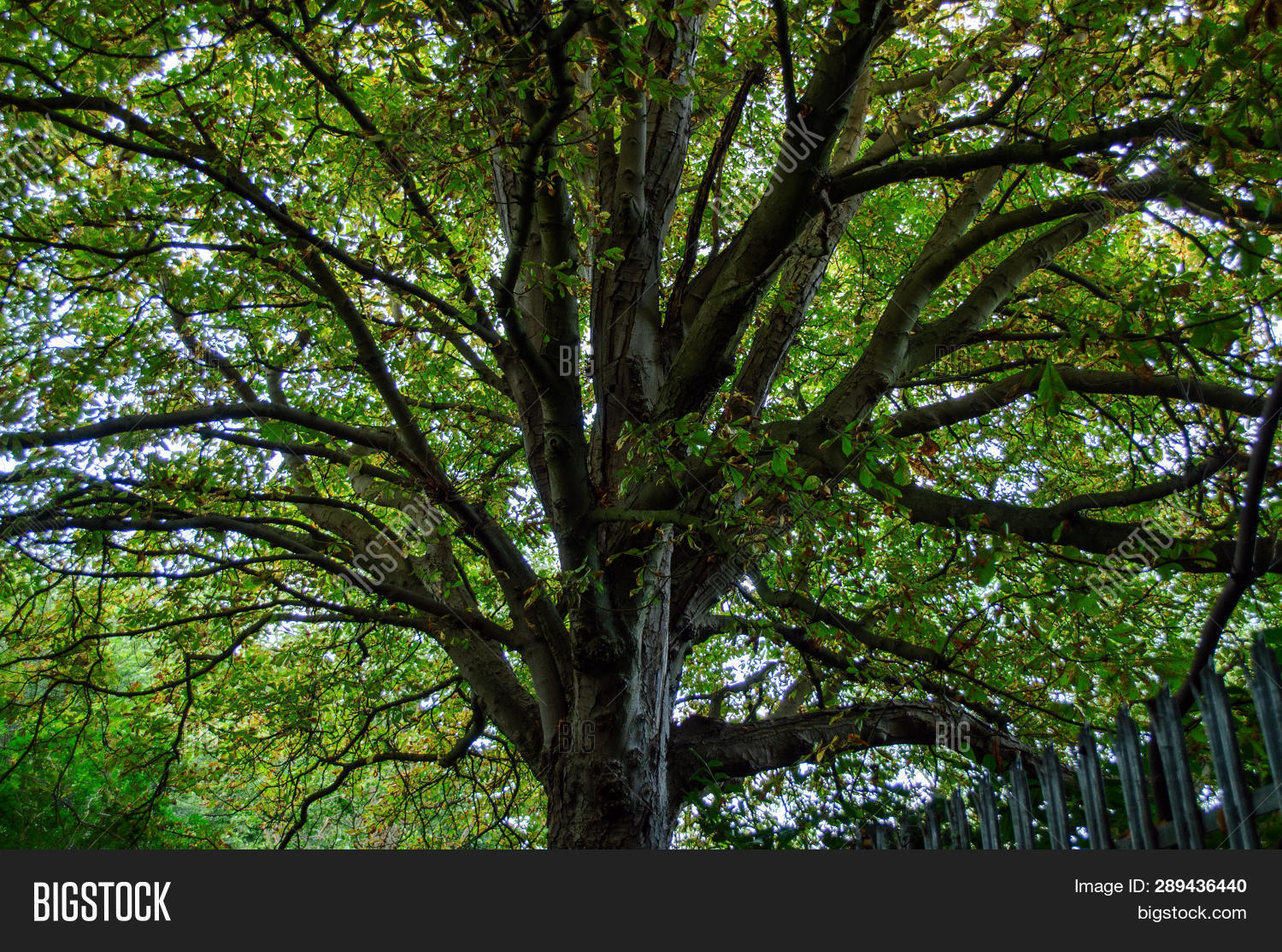 Big Tree Large Image & Photo (Free Trial) | Bigstock