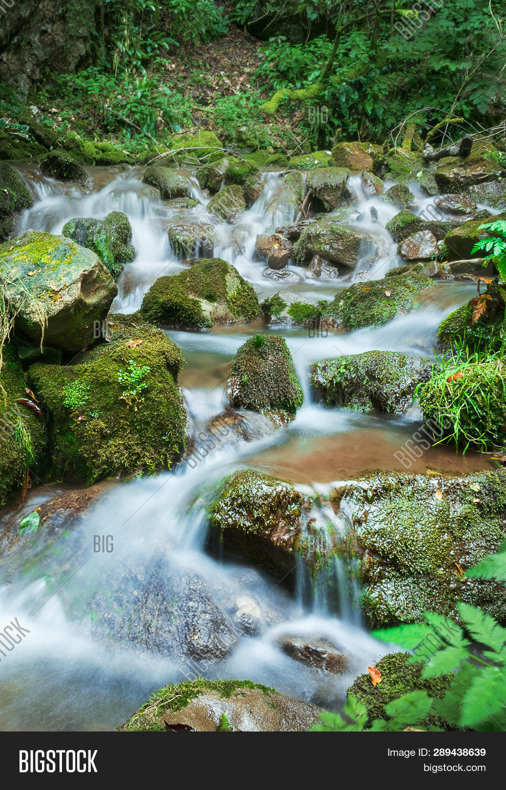 Nature Rainforest Image & Photo (Free Trial) | Bigstock