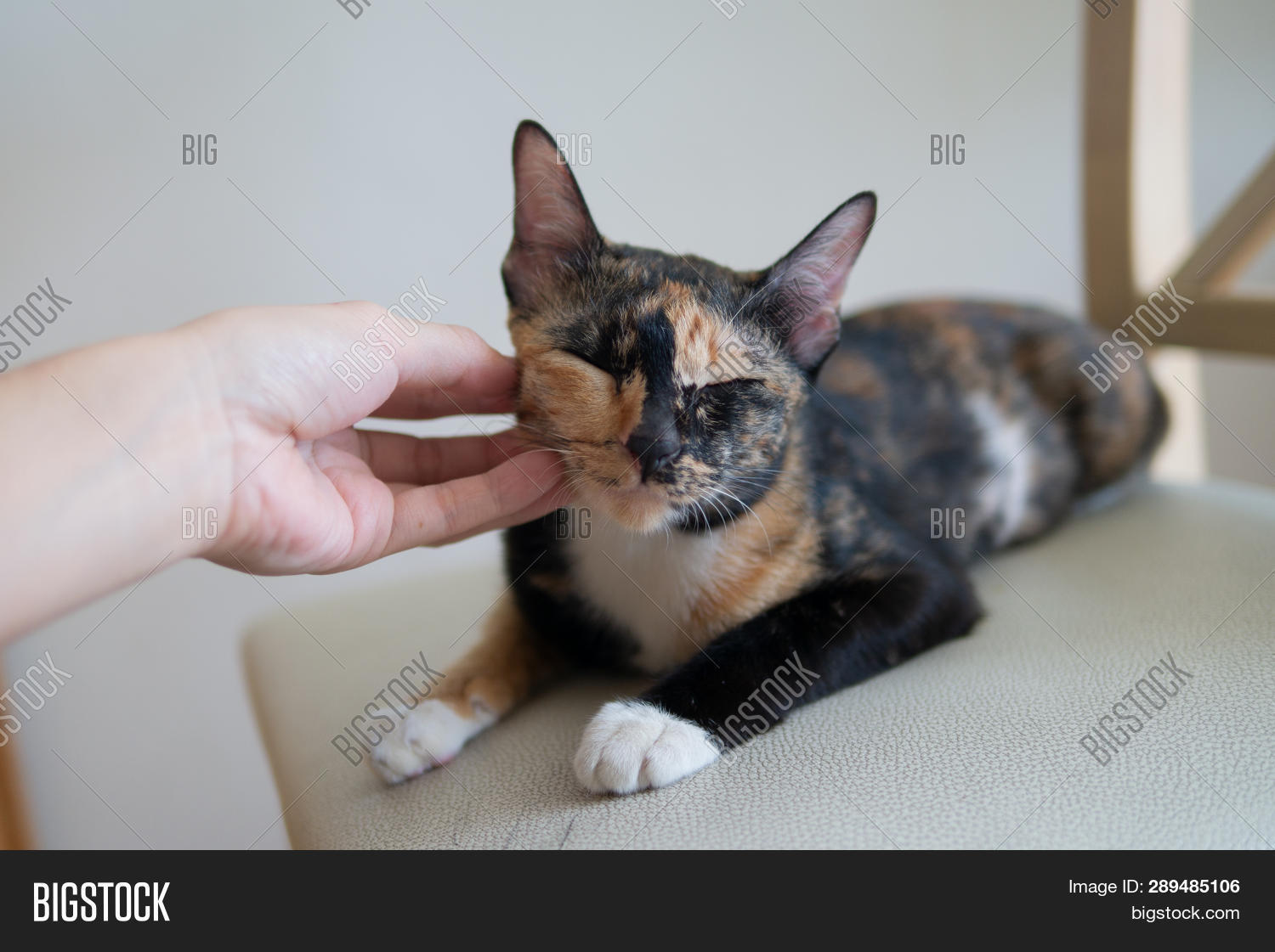 Hand Patting Pet Image & Photo (Free Trial) | Bigstock