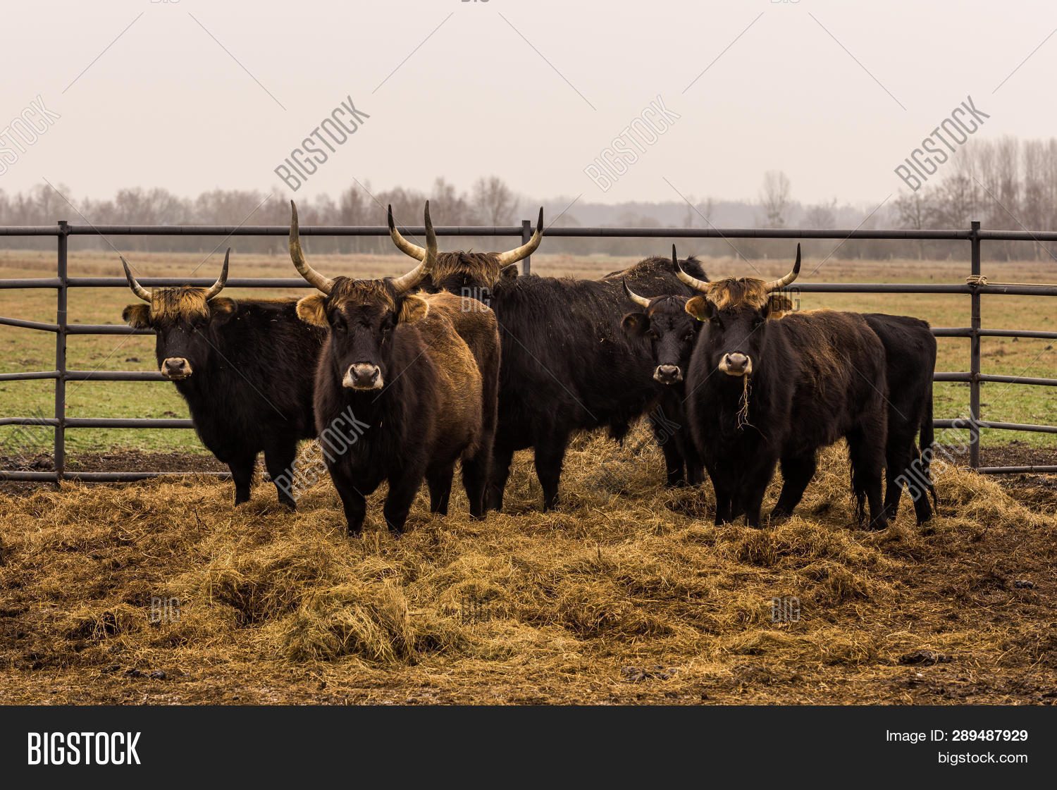 Heck Cattle, Cow Bulls Image & Photo (Free Trial) | Bigstock