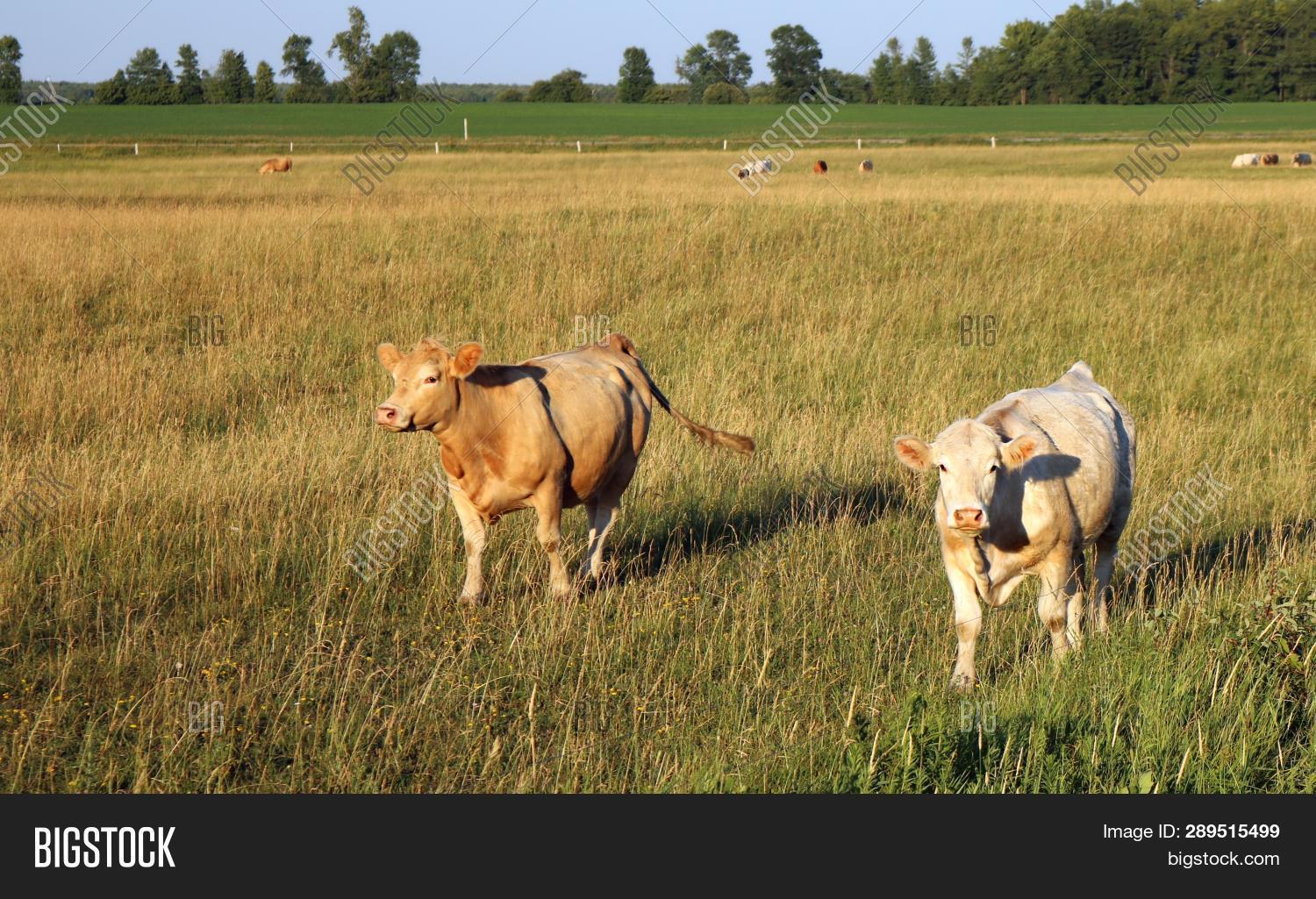 Two Charolais Cows Image & Photo (Free Trial) | Bigstock