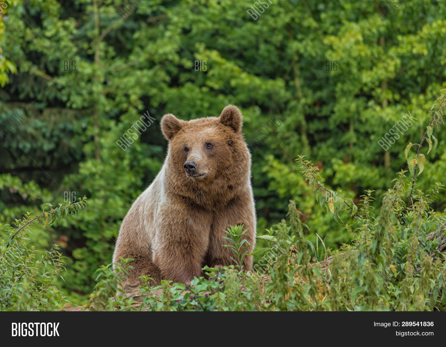 Wild Adult Brown Bear Image & Photo (Free Trial) | Bigstock