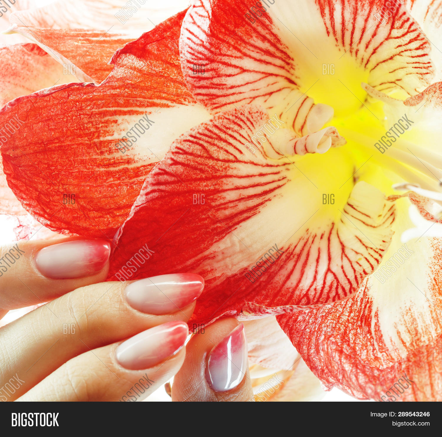 Beauty Delicate Hands Image & Photo (Free Trial) | Bigstock
