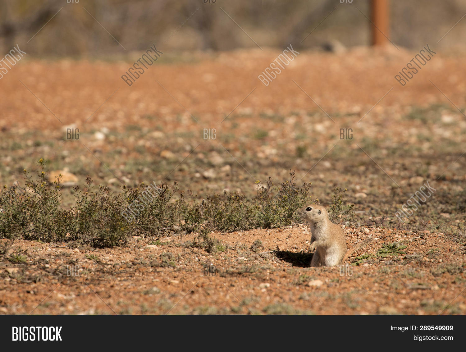 Small Ground Squirrel Image & Photo (Free Trial) | Bigstock