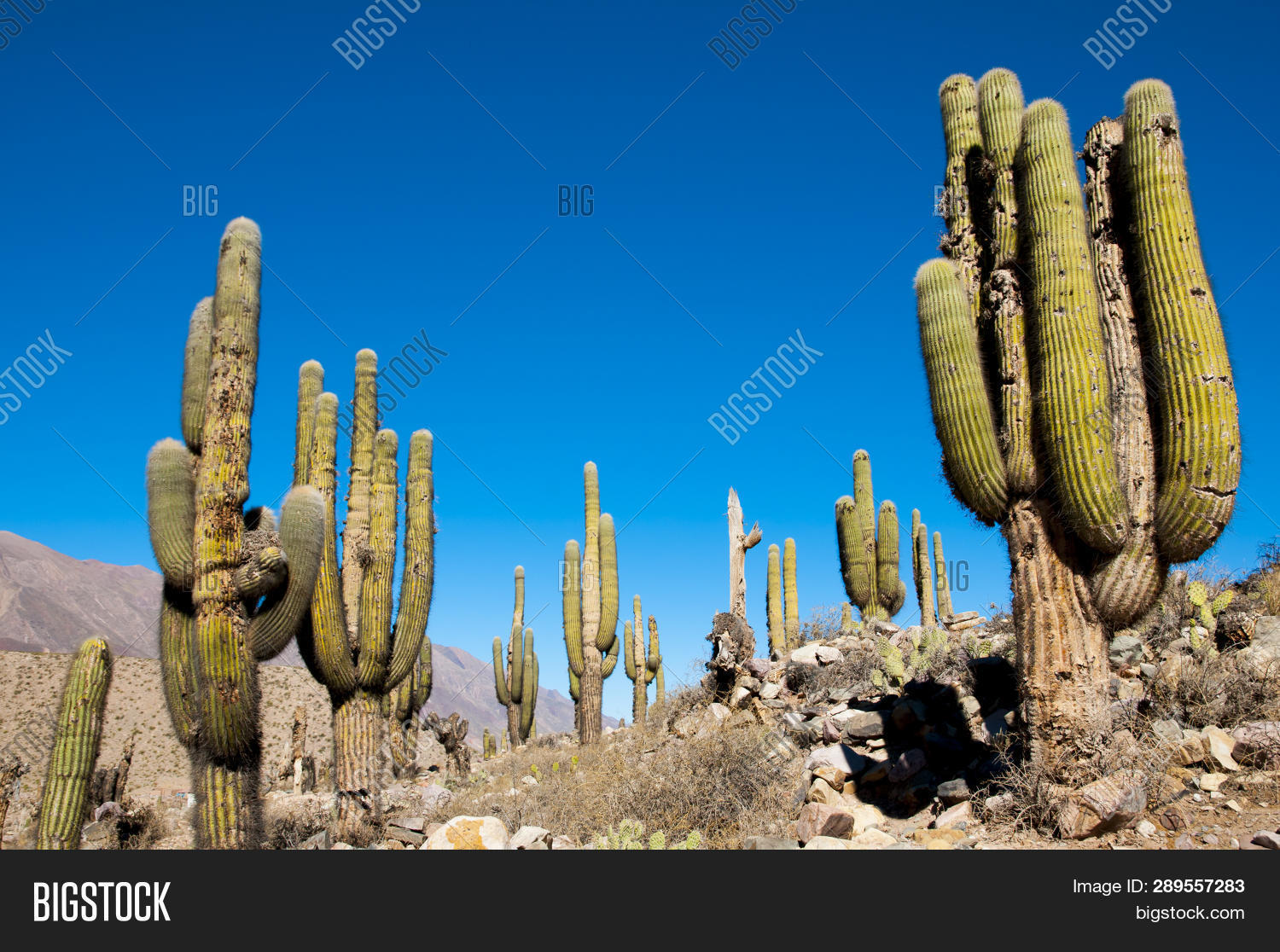 Cardon Cactii - Jujuy Image & Photo (Free Trial) | Bigstock