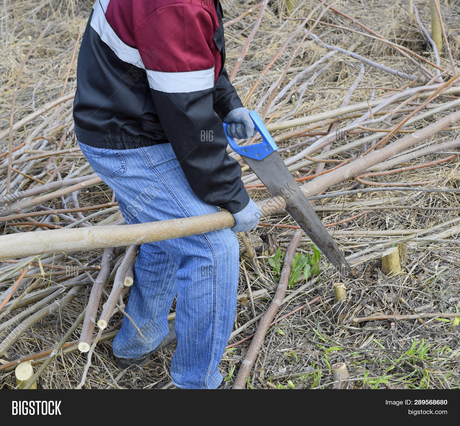 Man Saws Sawing Tree Image & Photo (Free Trial) | Bigstock