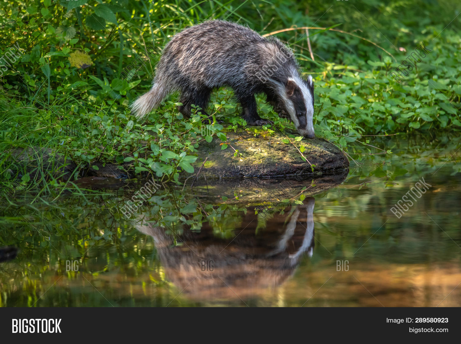 Badger Forest, Animal Image & Photo (Free Trial) | Bigstock