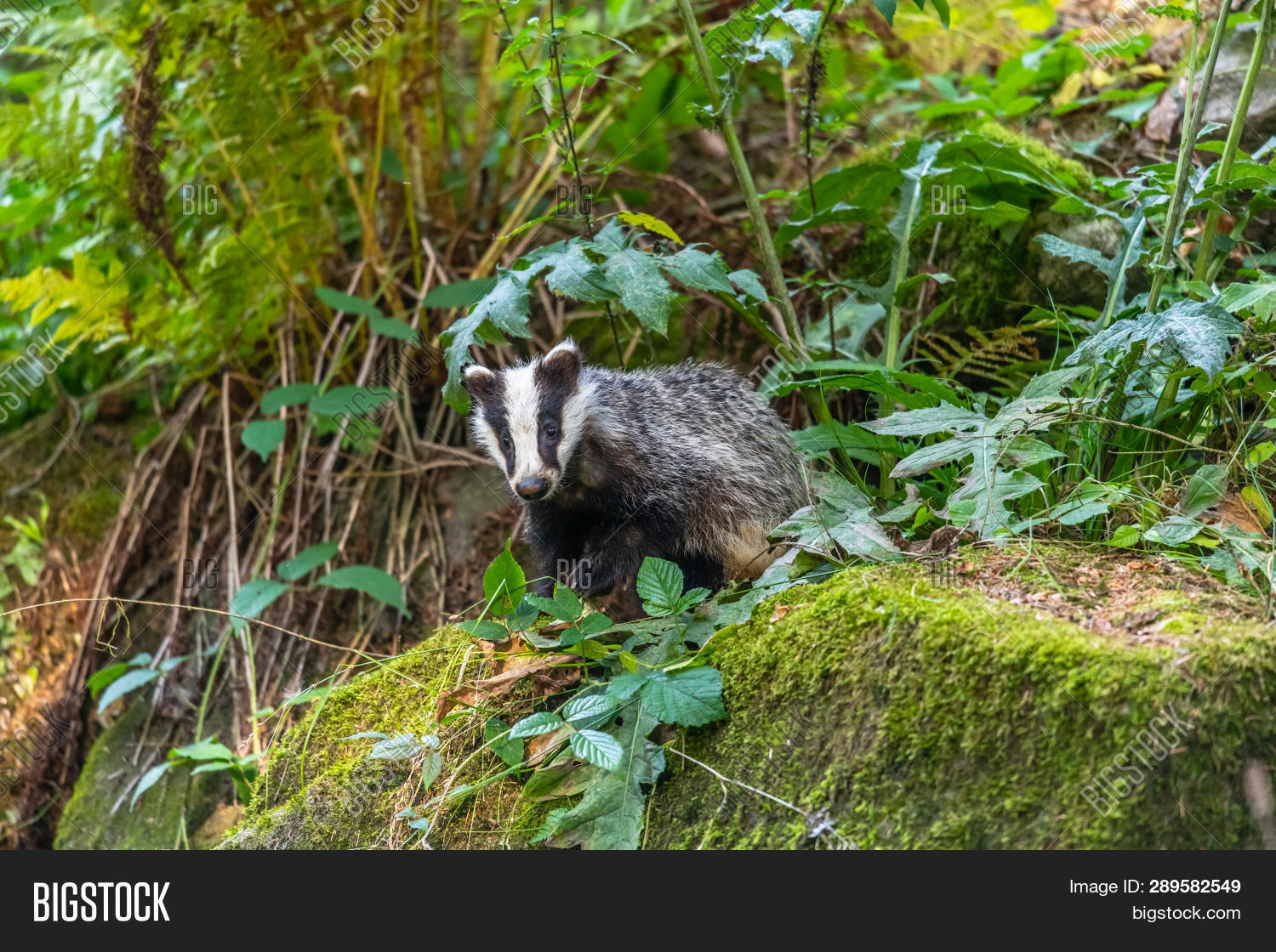 Badger Forest, Animal Image & Photo (Free Trial) | Bigstock
