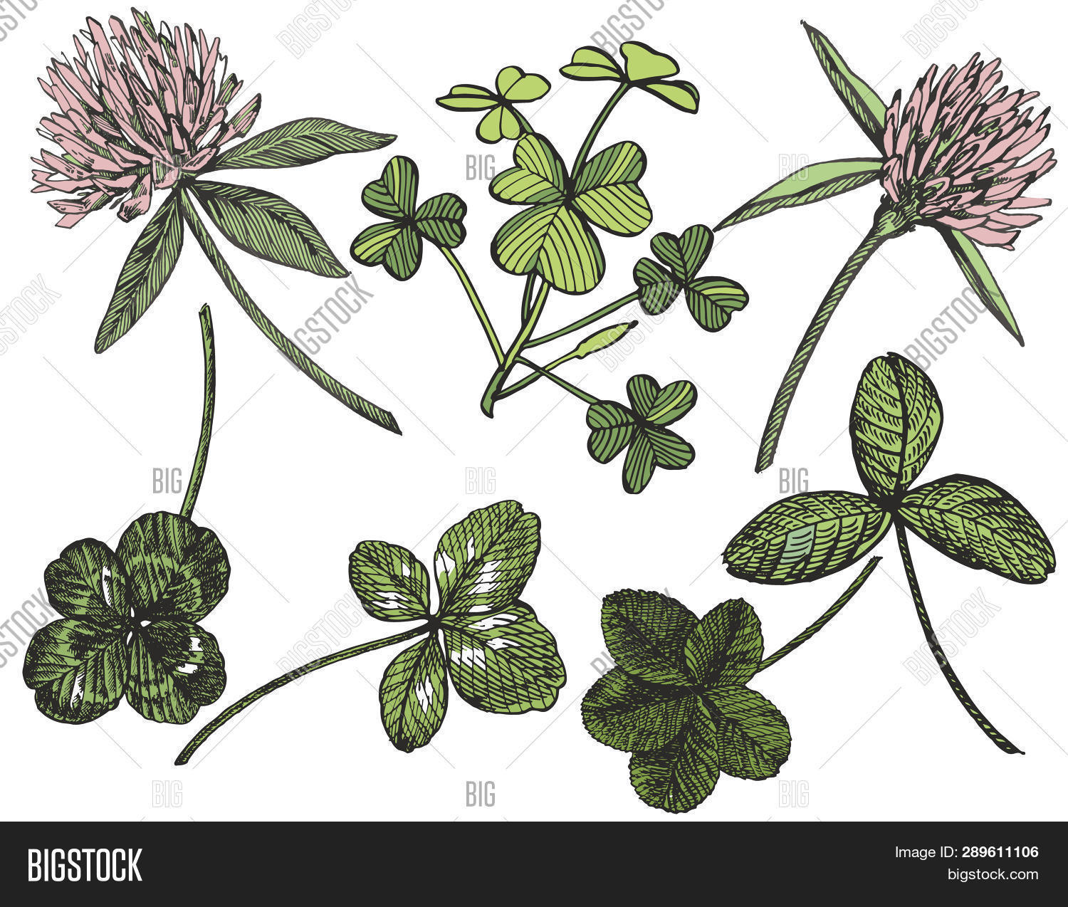 Clover Set. Isolated Image & Photo (Free Trial) | Bigstock