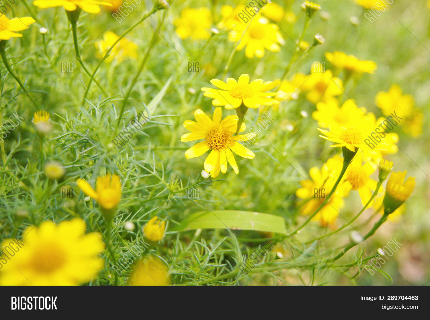 Field Yellow Wedelia Image & Photo (Free Trial) | Bigstock
