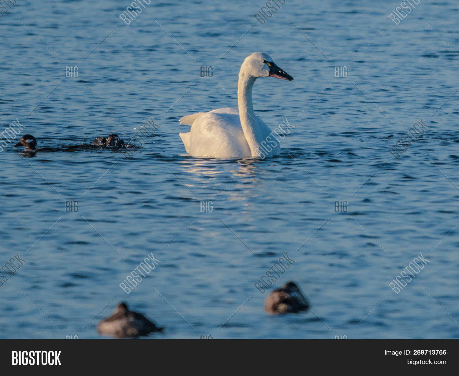 Beautiful Swan Photo Image & Photo (Free Trial) | Bigstock