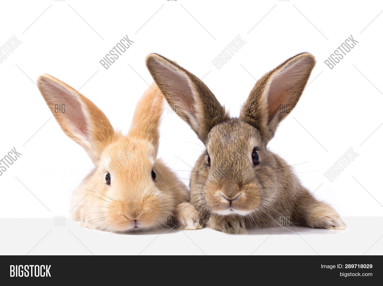 Two Fluffy Bunnies Image & Photo (Free Trial) | Bigstock