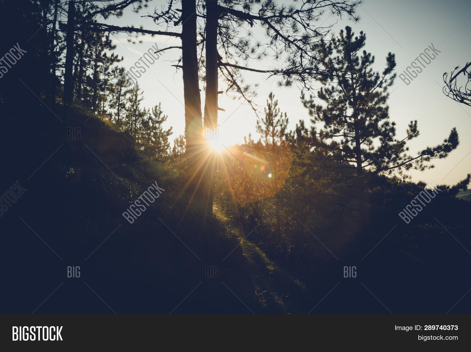 Sunset Pine Forest Image & Photo (Free Trial) | Bigstock
