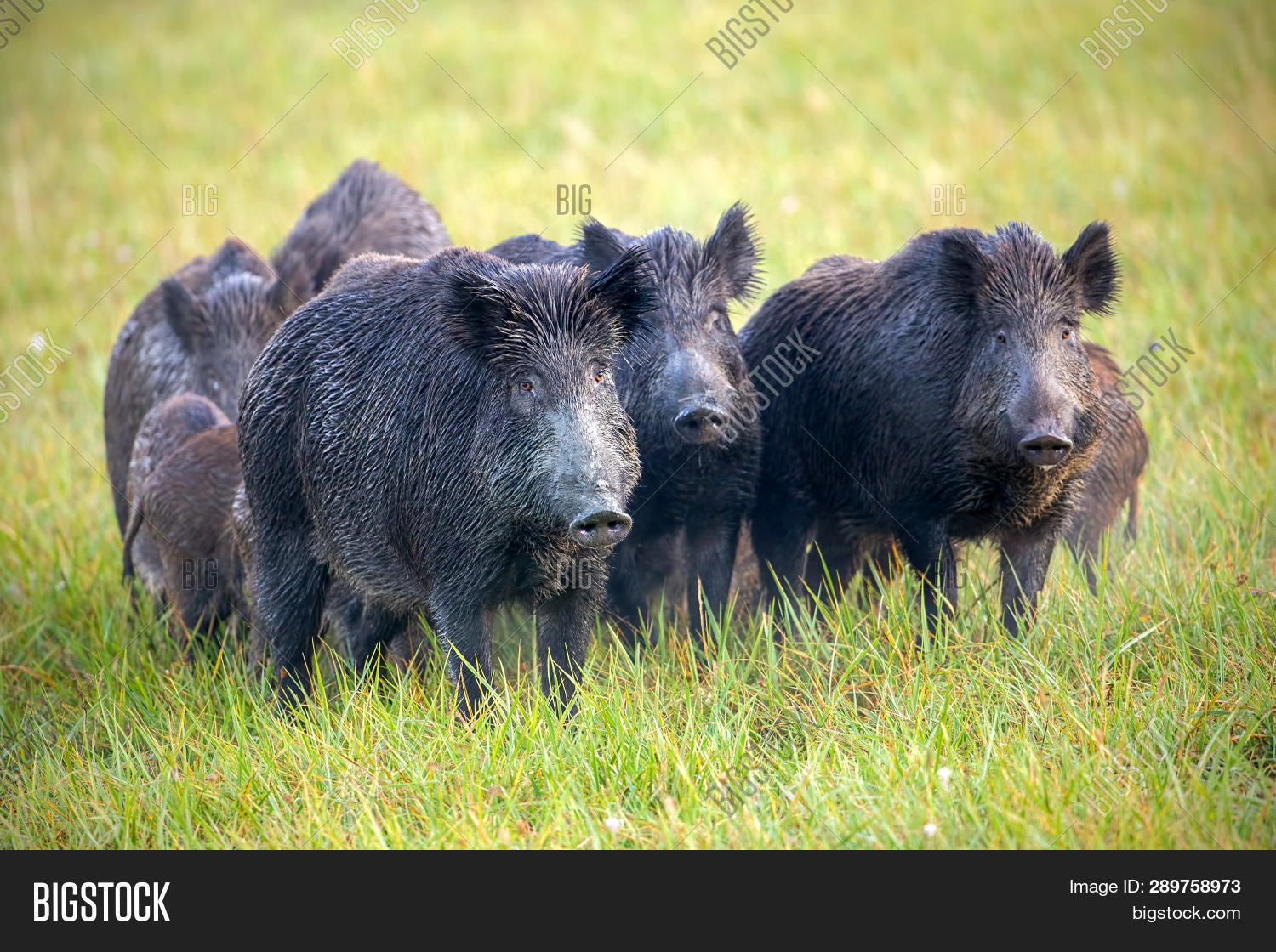 Imagen y foto Herd Wild Boars On (prueba gratis) | Bigstock