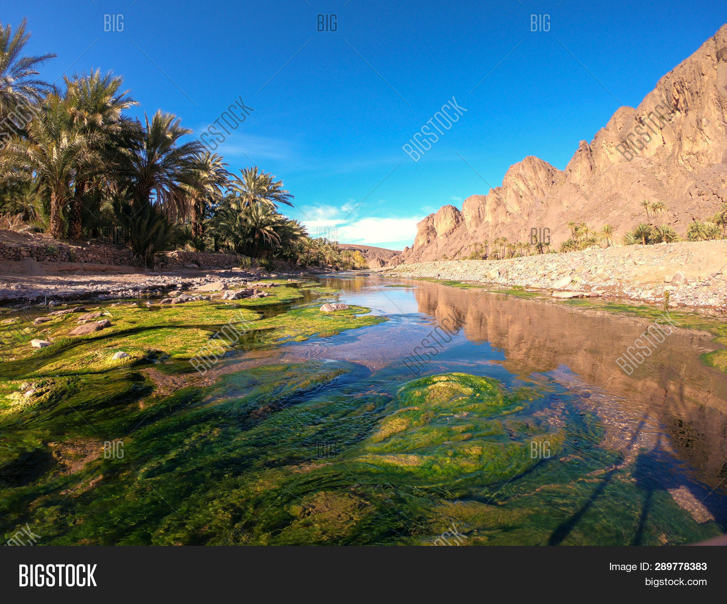 Beautiful Desert Oasis Image & Photo (Free Trial) | Bigstock