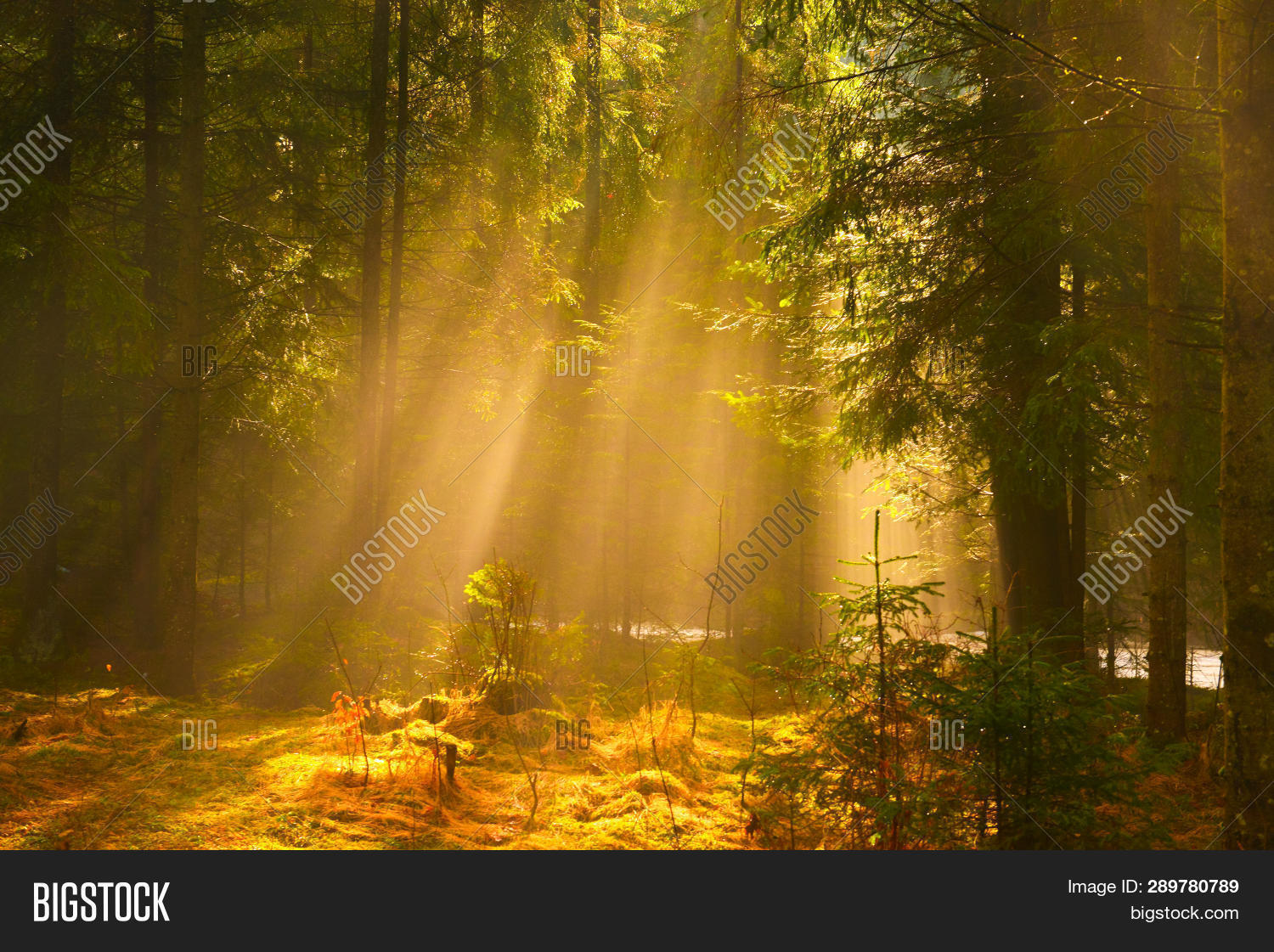 Sunbeams Spring Forest Image & Photo (Free Trial) | Bigstock