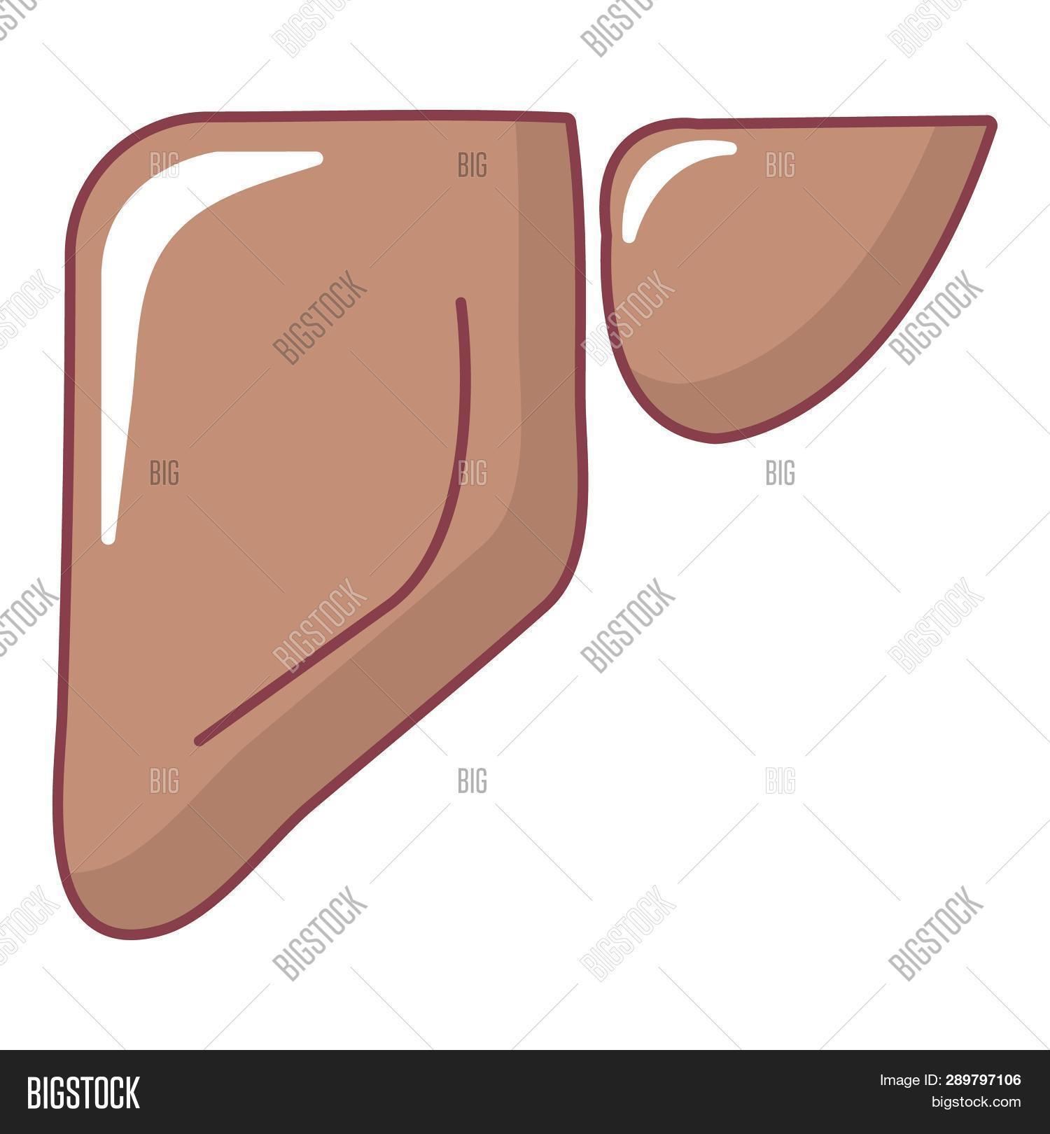 Liver Icon. Cartoon Image & Photo (Free Trial) | Bigstock