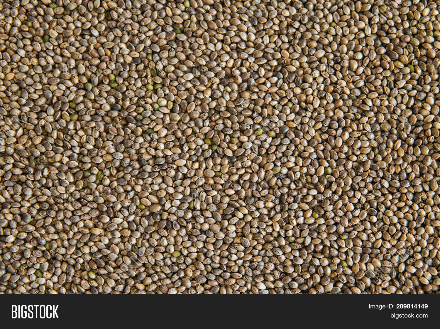 Many Cannabis Seeds. Image & Photo (Free Trial) | Bigstock