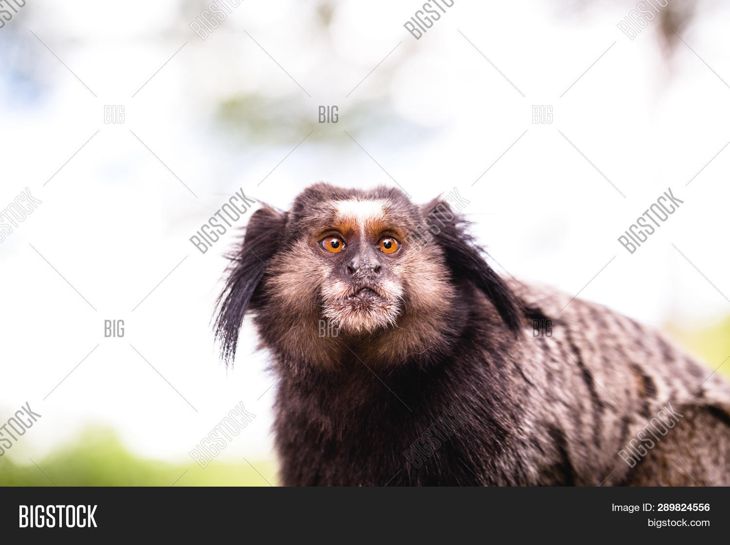 Worried Monkey Face. Image & Photo (Free Trial) | Bigstock