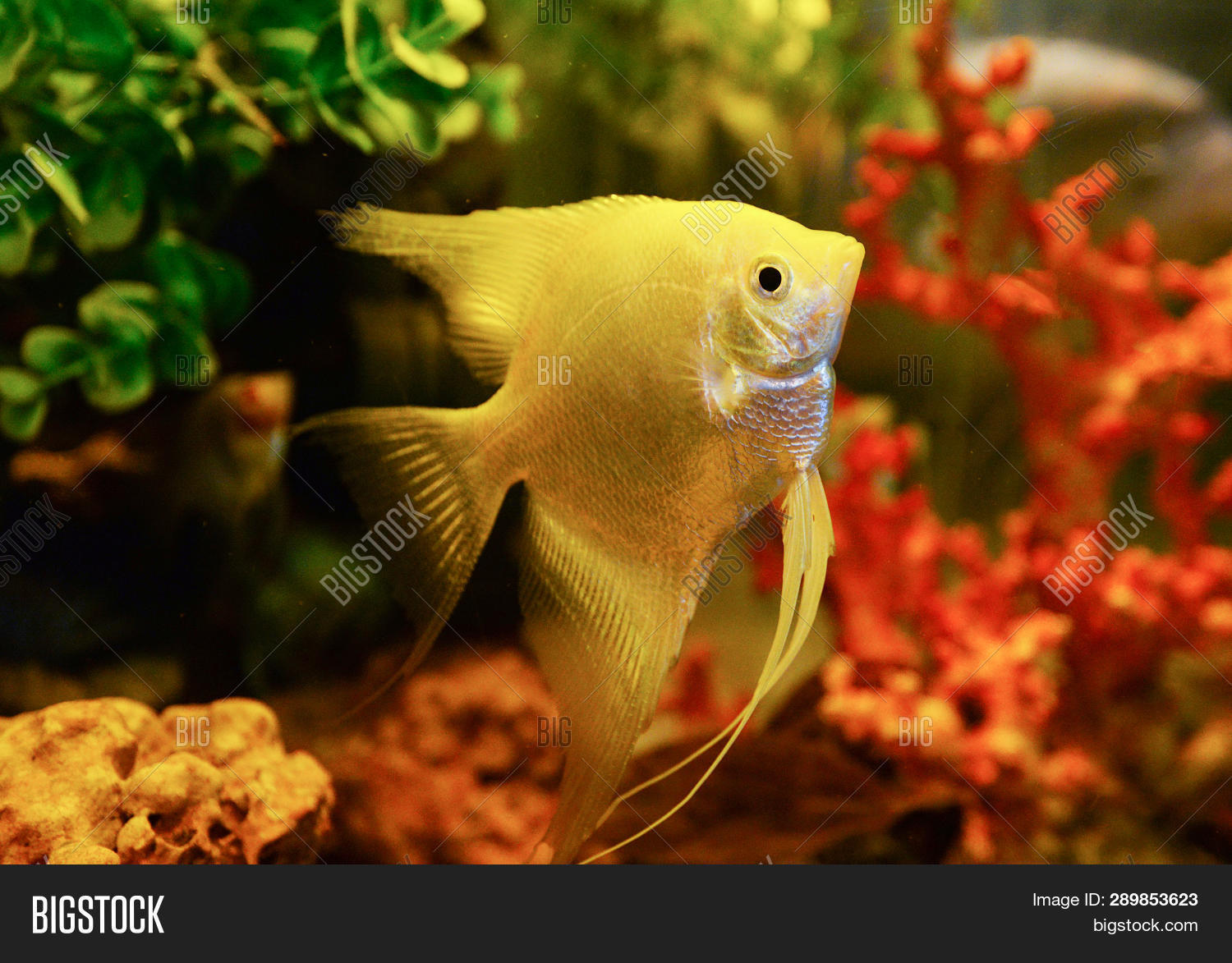 White Silver Angelfish Image & Photo (Free Trial) | Bigstock